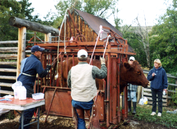 Pregnancy testing cows | TSLN.com