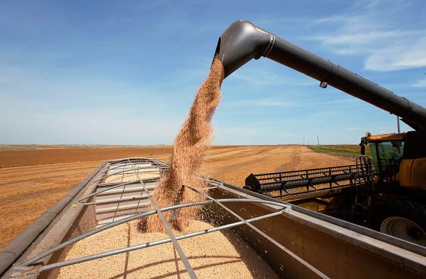 Pulse Crops Front and Center in Agricultural Research | TSLN.com