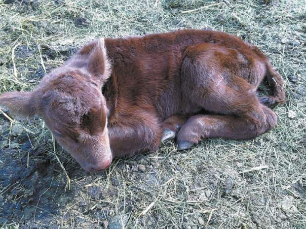 HEALTHY, HAPPY CALVES: Causes, signs and management of calf scours ...