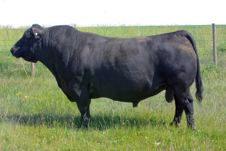 Diamond D Angus sale report | TSLN.com