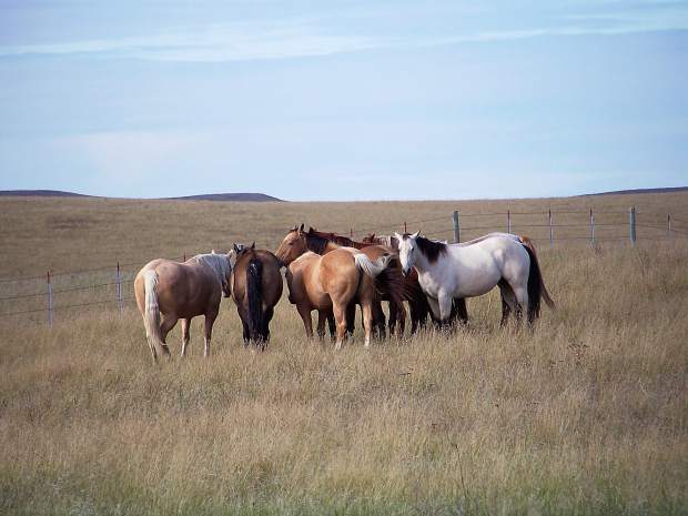 TESTING, TESTING, 1,2,3…: AQHA 5-panel testing and what it is used for ...