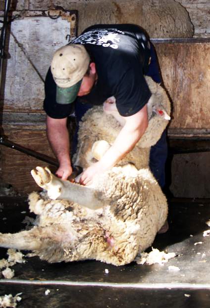 Sheep shearing and wool classing school in ND | TSLN.com