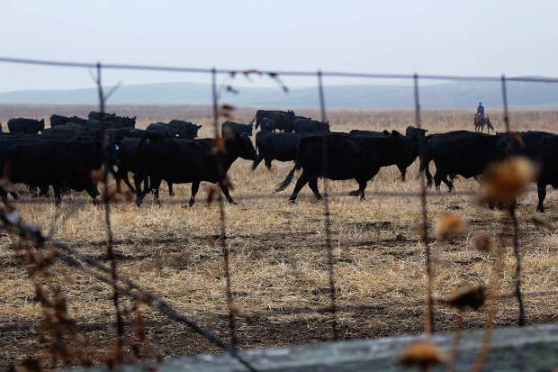 Pastor in Pasture: Raising Choice Men, Brave Warriors, and Outstanding ...