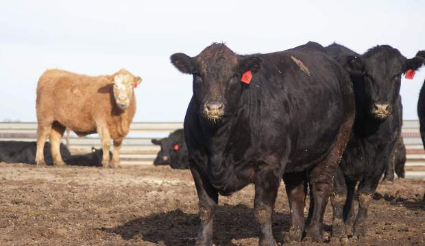 Beef plant plight | TSLN.com