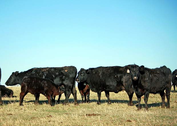 TEST TUBE TECHNOLOGY: Using IVF on cows has numerous pros, cons | TSLN.com