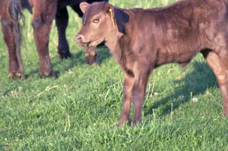 Genetic mutation found in Simmental, Angus breeds | TSLN.com