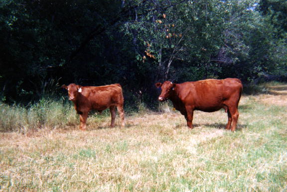 Advantages of composite cattle | TSLN.com