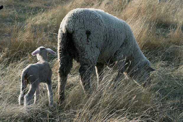 WATCHING OVER EWE: Helpful tips to combat death loss in sheep | TSLN.com