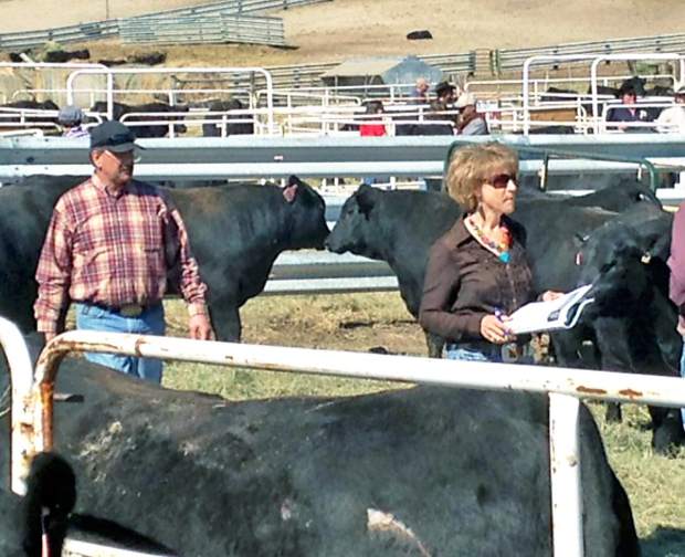 Connealy Angus Ranch 46th Annual Bull Sale | TSLN.com