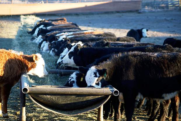 Using genetic tools to better understand rumen organisms | TSLN.com
