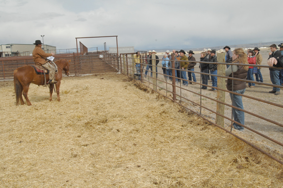 Livestock laborers | TSLN.com