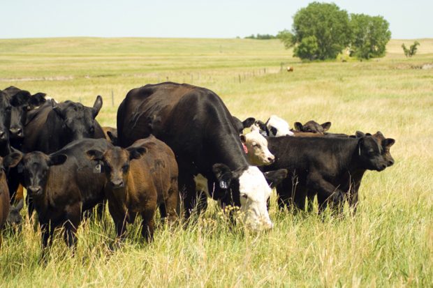 Study shows the benefits of grazing rangeland before a fire | TSLN.com