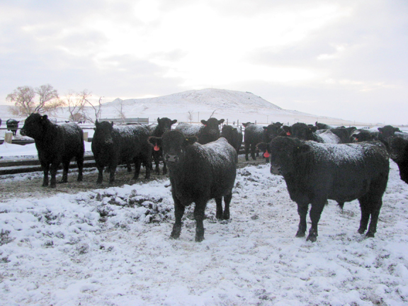 Trouble-free, low maintenance, good disposition cattle | TSLN.com