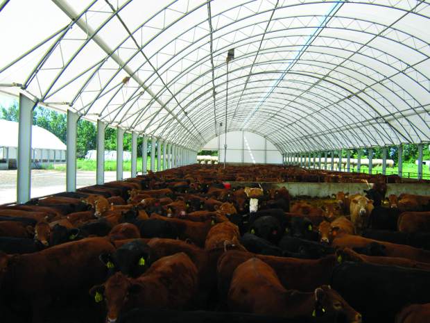 Distillers grains | TSLN.com