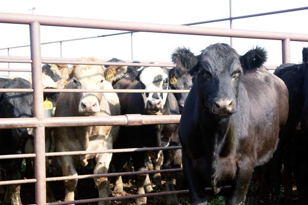 SD DENR considers update to 2003 CAFO permit | TSLN.com