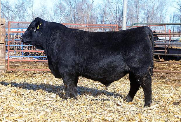 Bruns Angus 26th Annual Bull Sale | TSLN.com