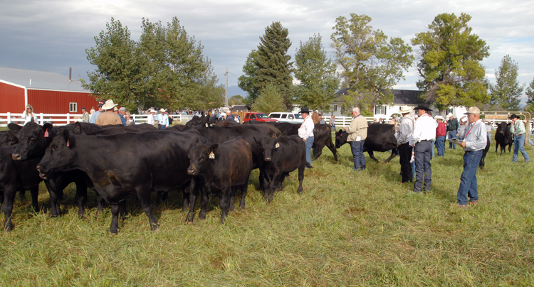 2010 National Angus Tour has record setting attendance | TSLN.com