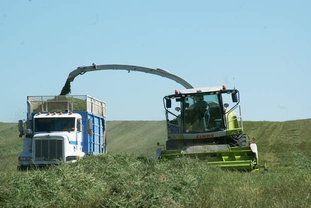 Haylage an option for alfalfa and other feeds | TSLN.com