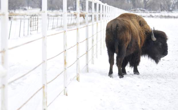 Bison meat in growing demand | TSLN.com