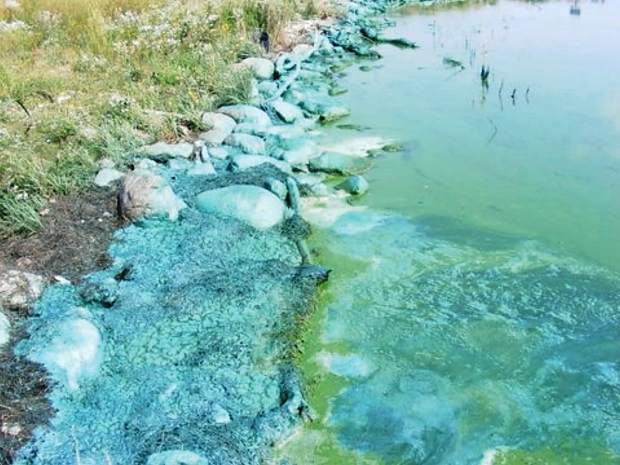 Poisoning from blue-green algae threatens livestock | TSLN.com