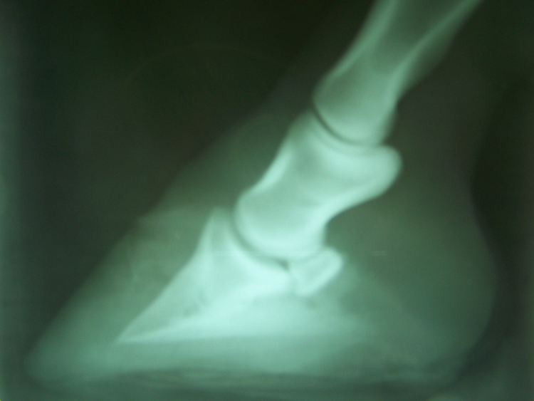 Selenium poisoning | TSLN.com