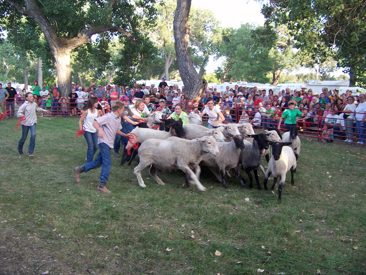Catch-a-sheep: A wild and woolly affair | TSLN.com