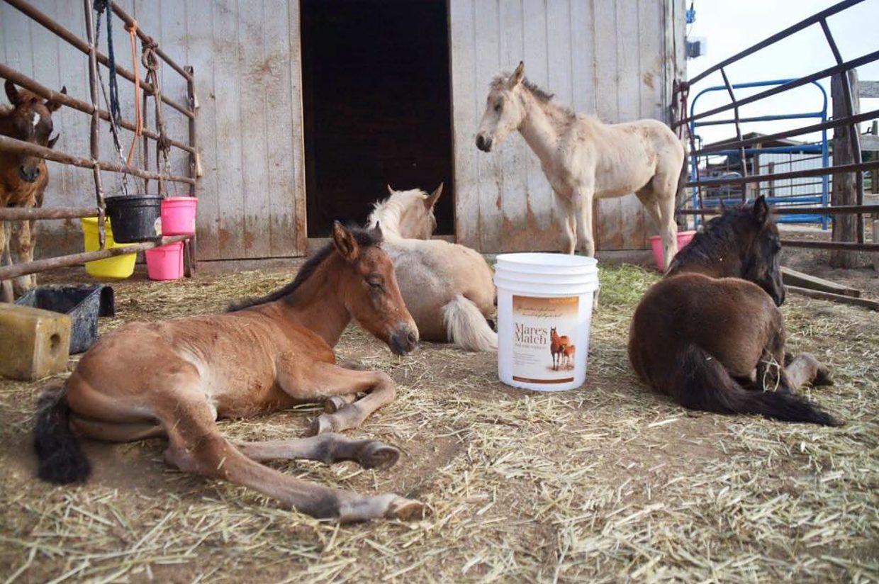 Survivor story: 50 miracle foals saved each year | TSLN.com