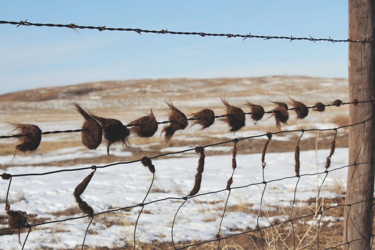 Cattle lice thrive in cold weather | TSLN.com