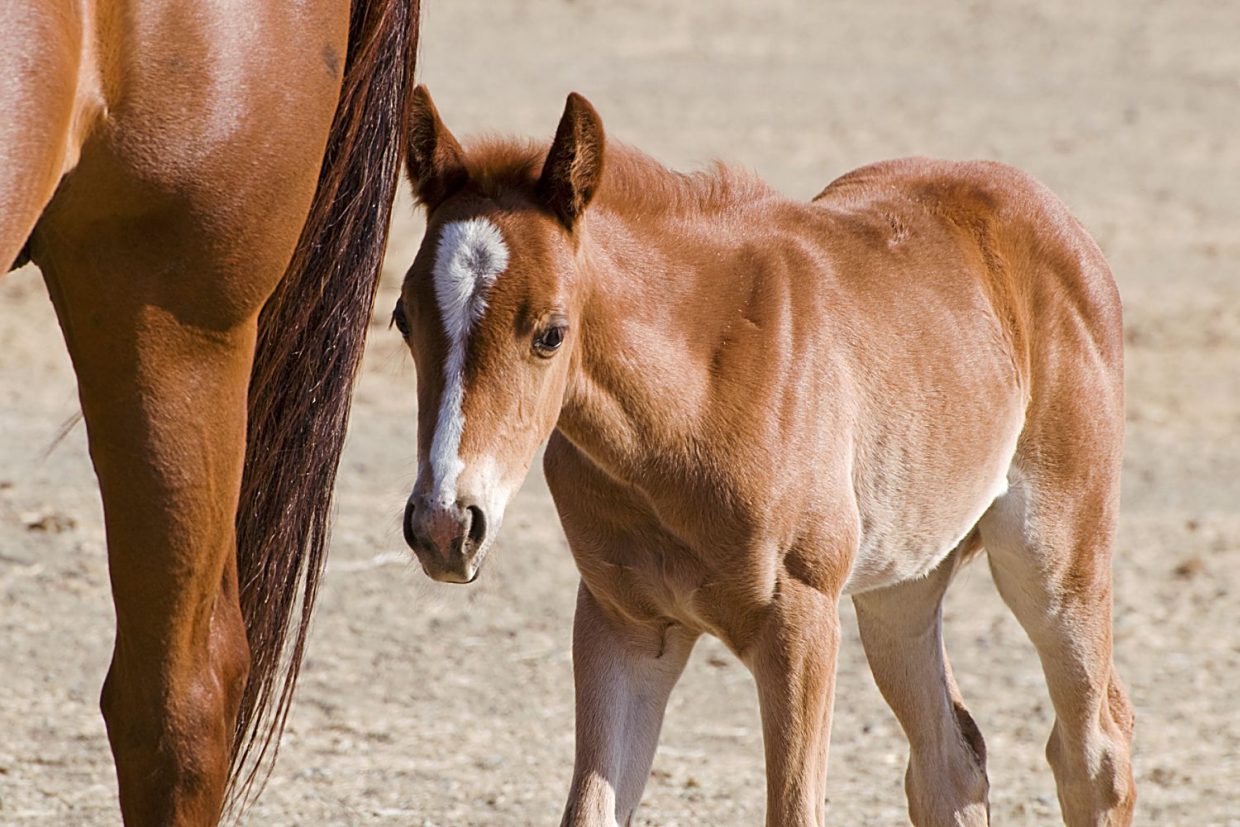 AQHA Incentive Fund Stallion Directory | TSLN.com