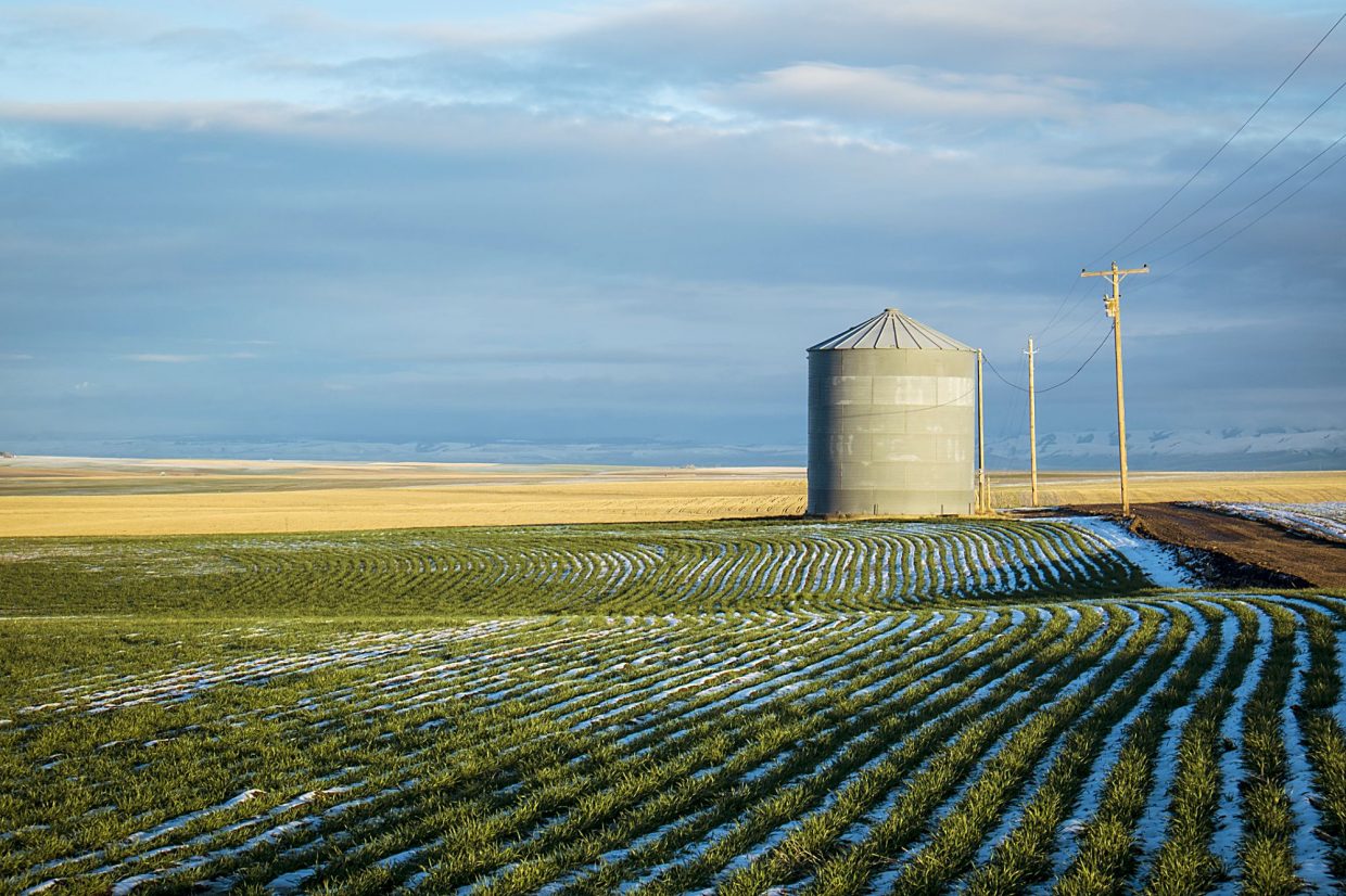 Nebraska wheat looked good going into winter; some fields have virus ...