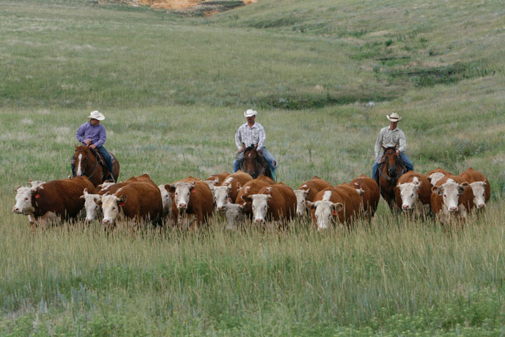 Jamison Ranch aims for performance in horses, Herefords | TSLN.com