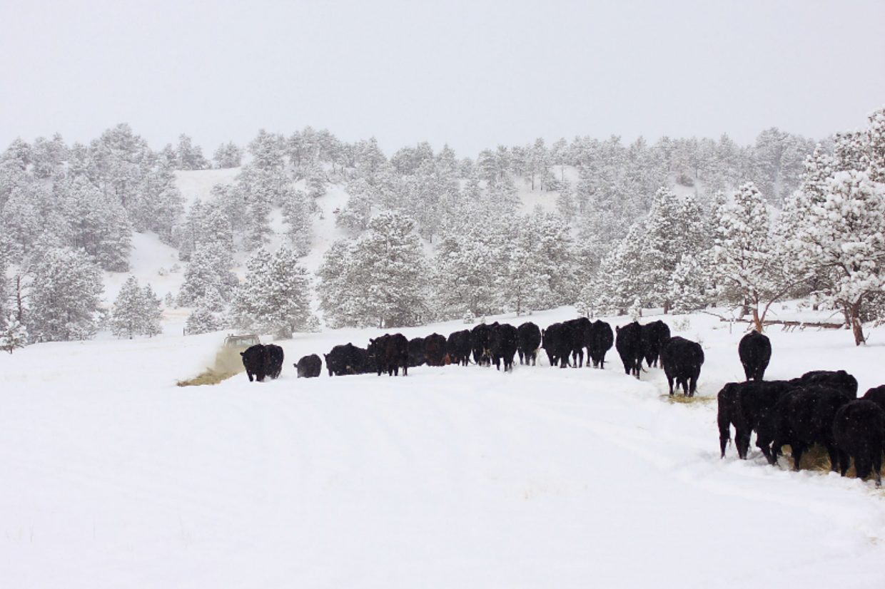 Kim Ulmer is Lobbying for change: South Dakota auction market owner ...