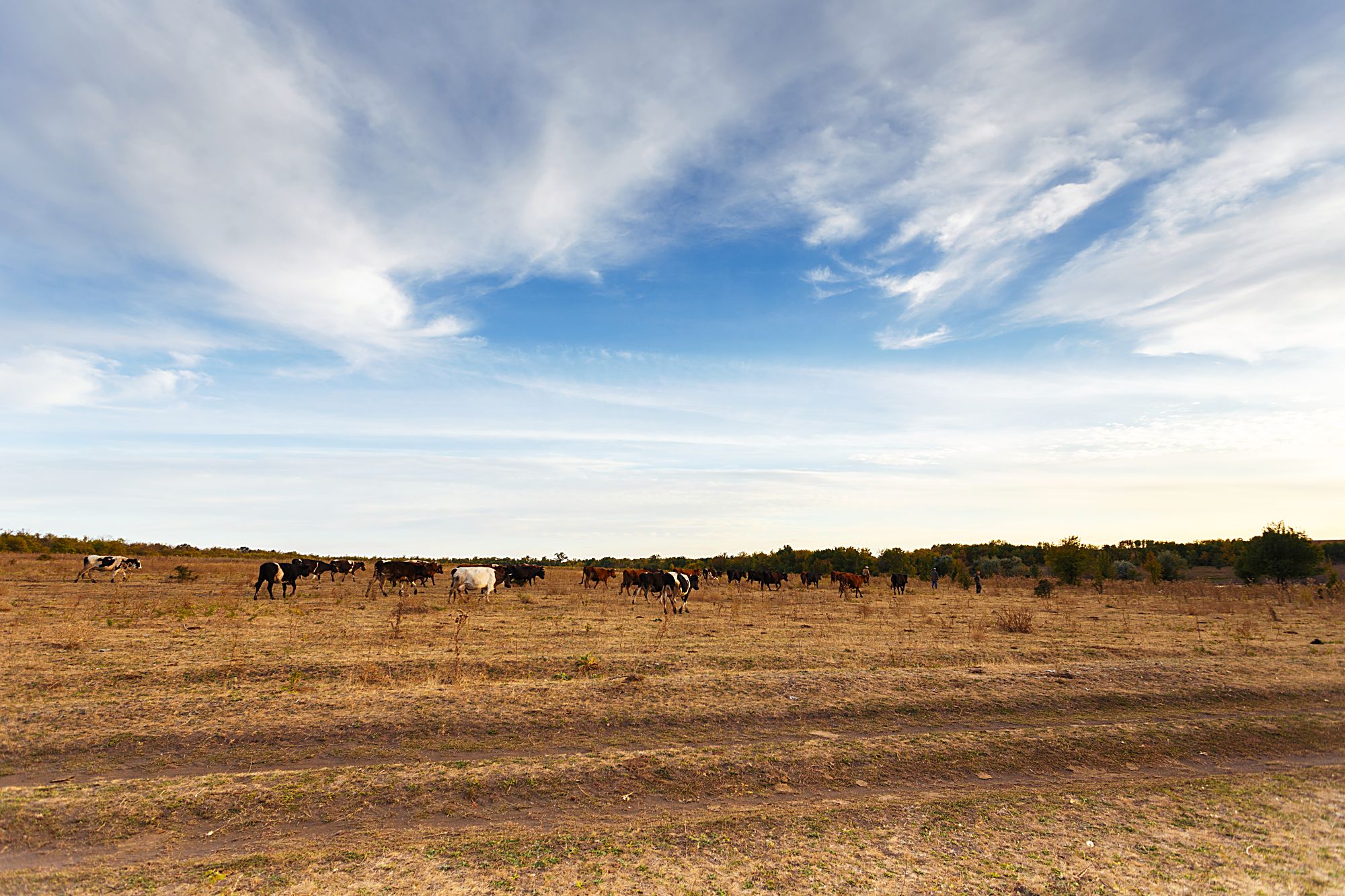 USDA cattle inventory Jan. 1 | TSLN.com