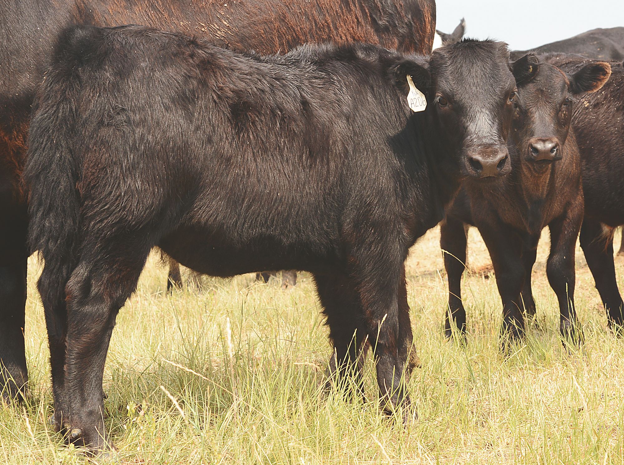 UW breeds cattle to yaks to improve altitude tolerance | TSLN.com
