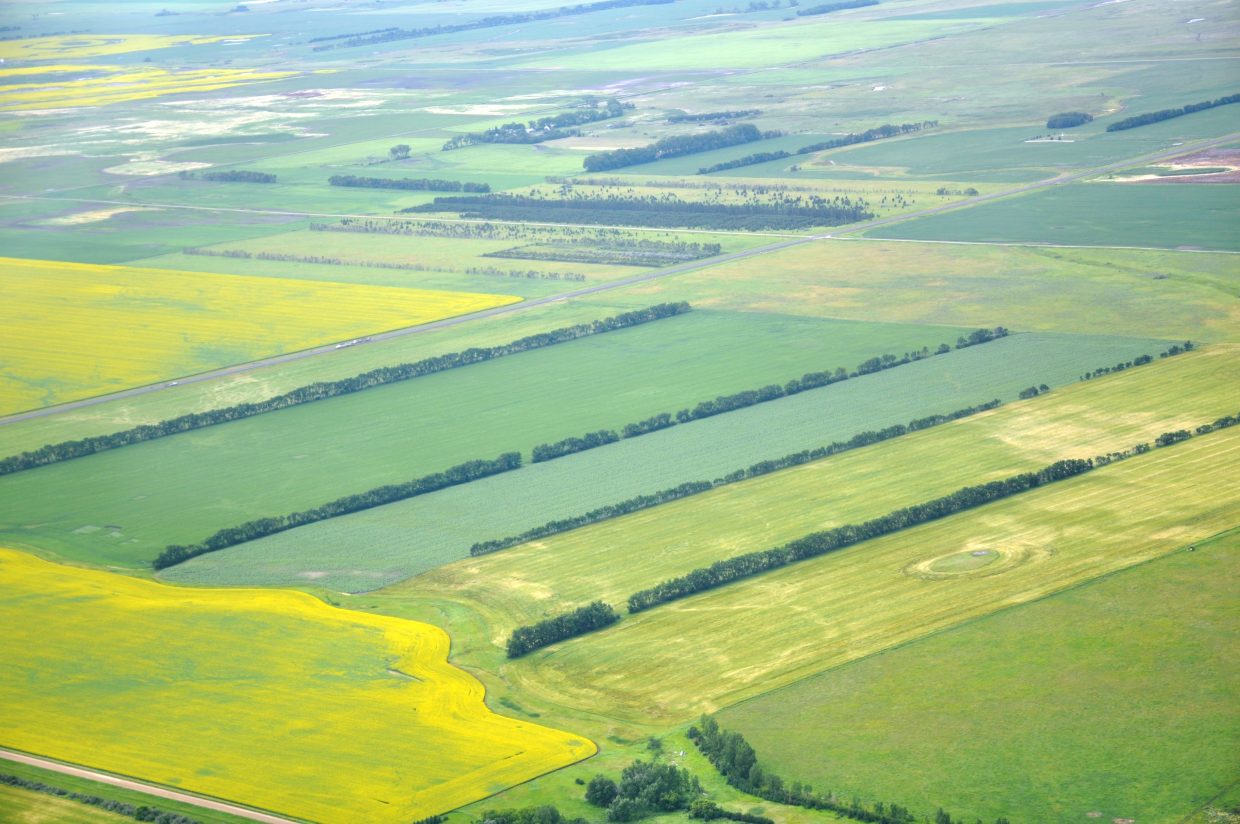 Homeland–Spring 2017: Growing Value: Planting trees adds value to ...