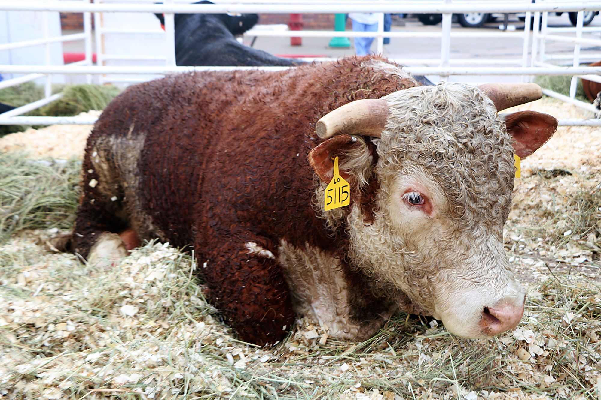 Valentine hosts another Bull Bash | TSLN.com