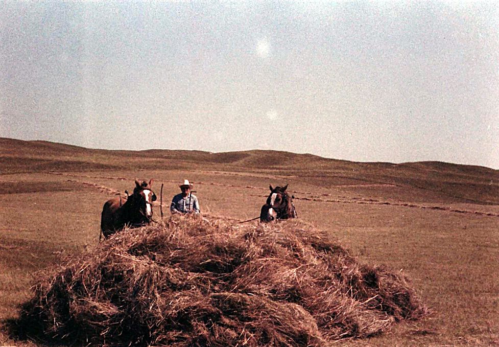 Forage 2017: Licking family keeps up horse haying tradition | TSLN.com