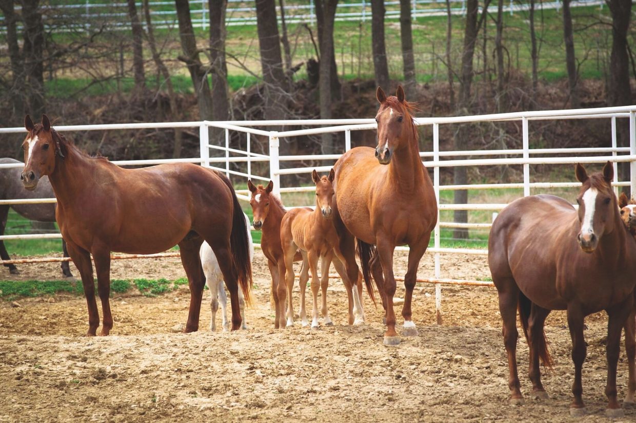 Broodmare nutrition during late gestation | TSLN.com