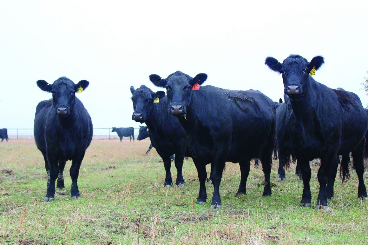 Bovine tuberculosis found in South Dakota | TSLN.com