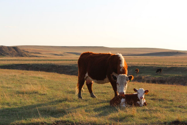 Common calving problems and the vets’ advice | TSLN.com