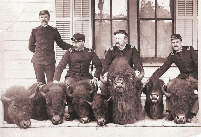 What really happened to the bison? | TSLN.com