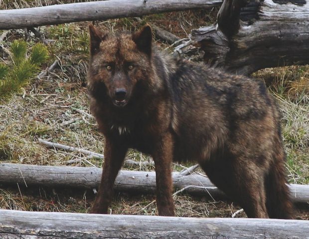 Local control: Wolf management returns to Wyoming Fish and Wildlife ...