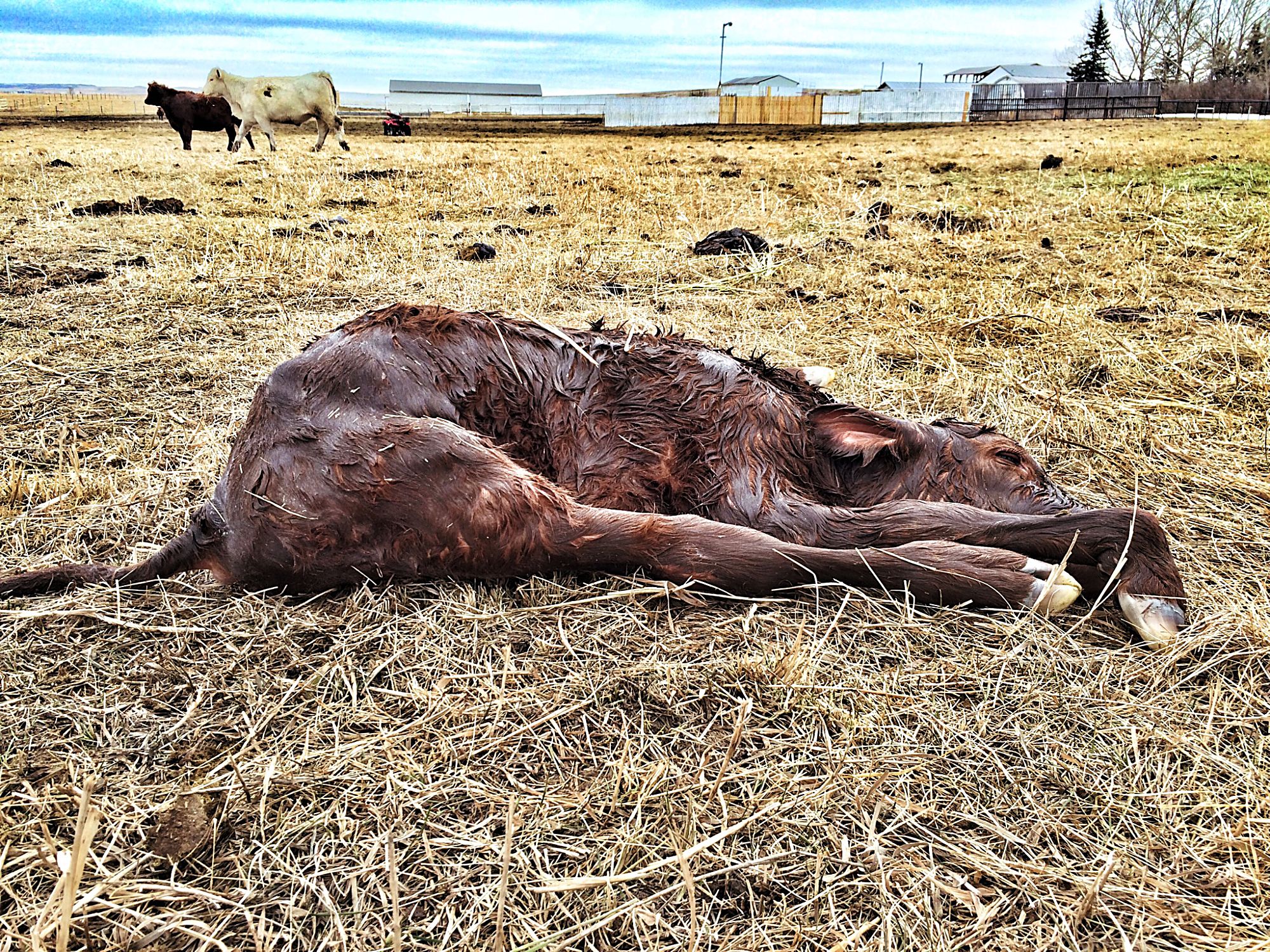 When “the way we’ve always done it” is wrong: Tips for smoother calving ...