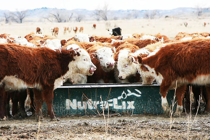 Nutra-Lix: Montana innovation in a feed supplement | TSLN.com