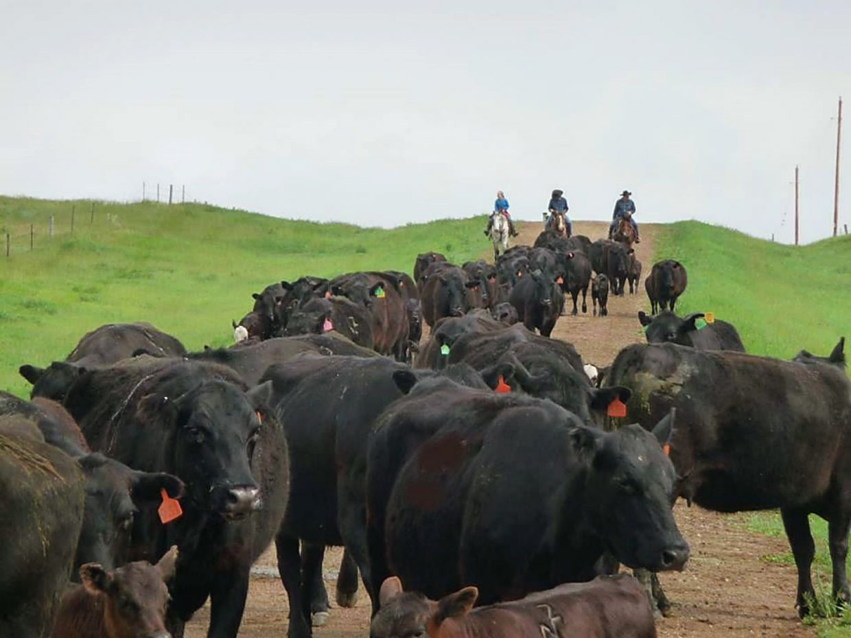 Nelson family, Harding County, South Dakota, ships whole herd due to ...