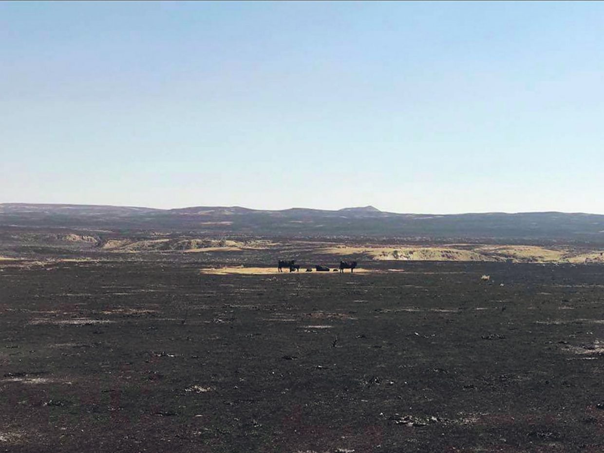 ‘Nowhere for cattle to go,’ some Montana ranches totally burned ...