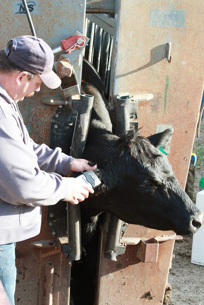 ADT group recommends electronic identification of beef cattle breeding ...