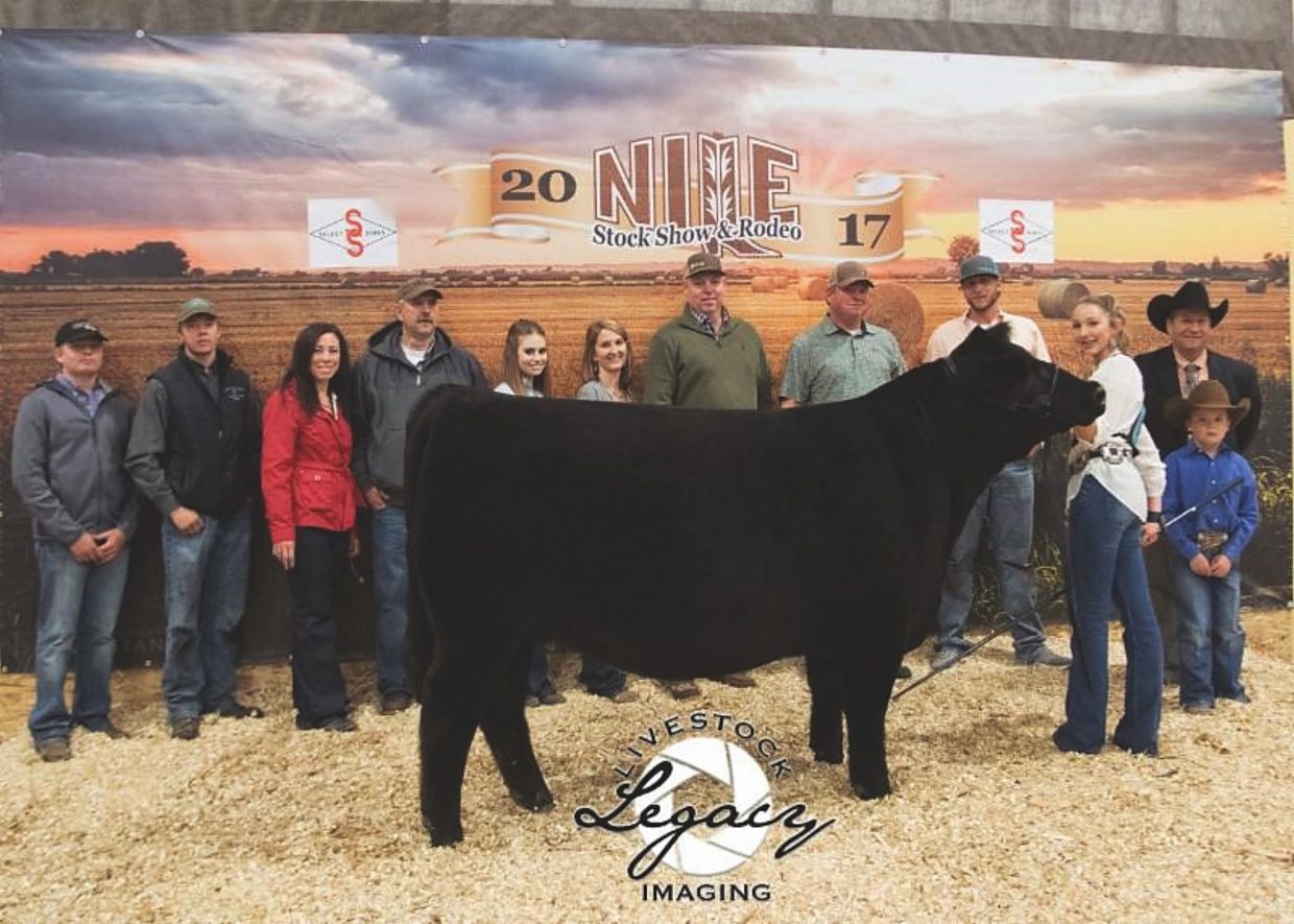 2017 NILE Results: Simmental Show | TSLN.com
