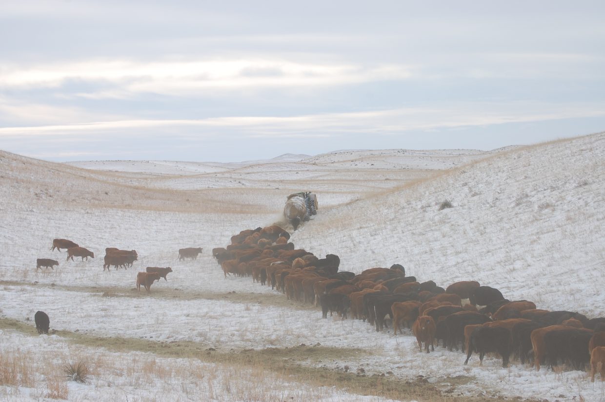 Culling cattle is a big decision on the ranch | TSLN.com