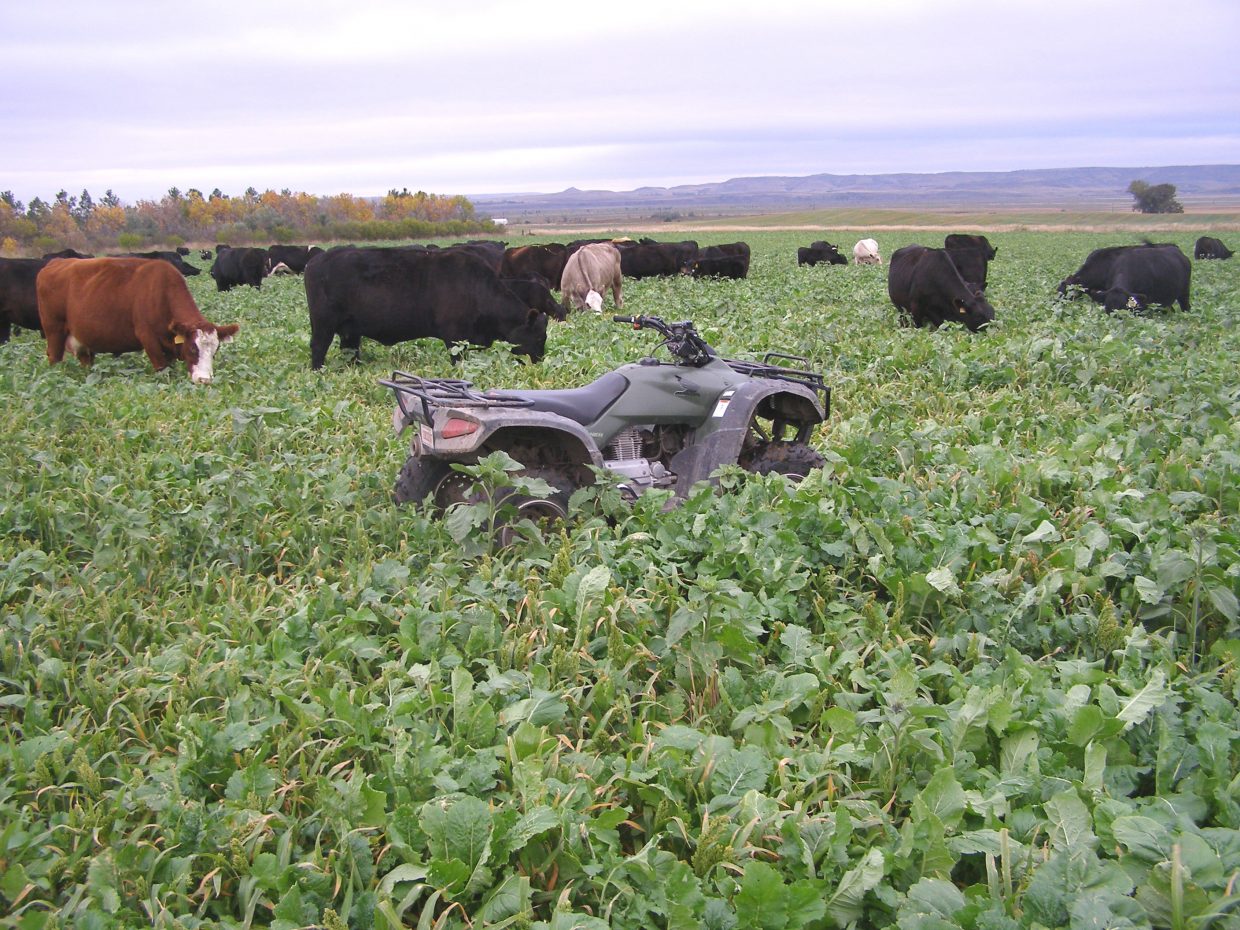 Farming for ranching? Planting annuals can extend the grazing season ...